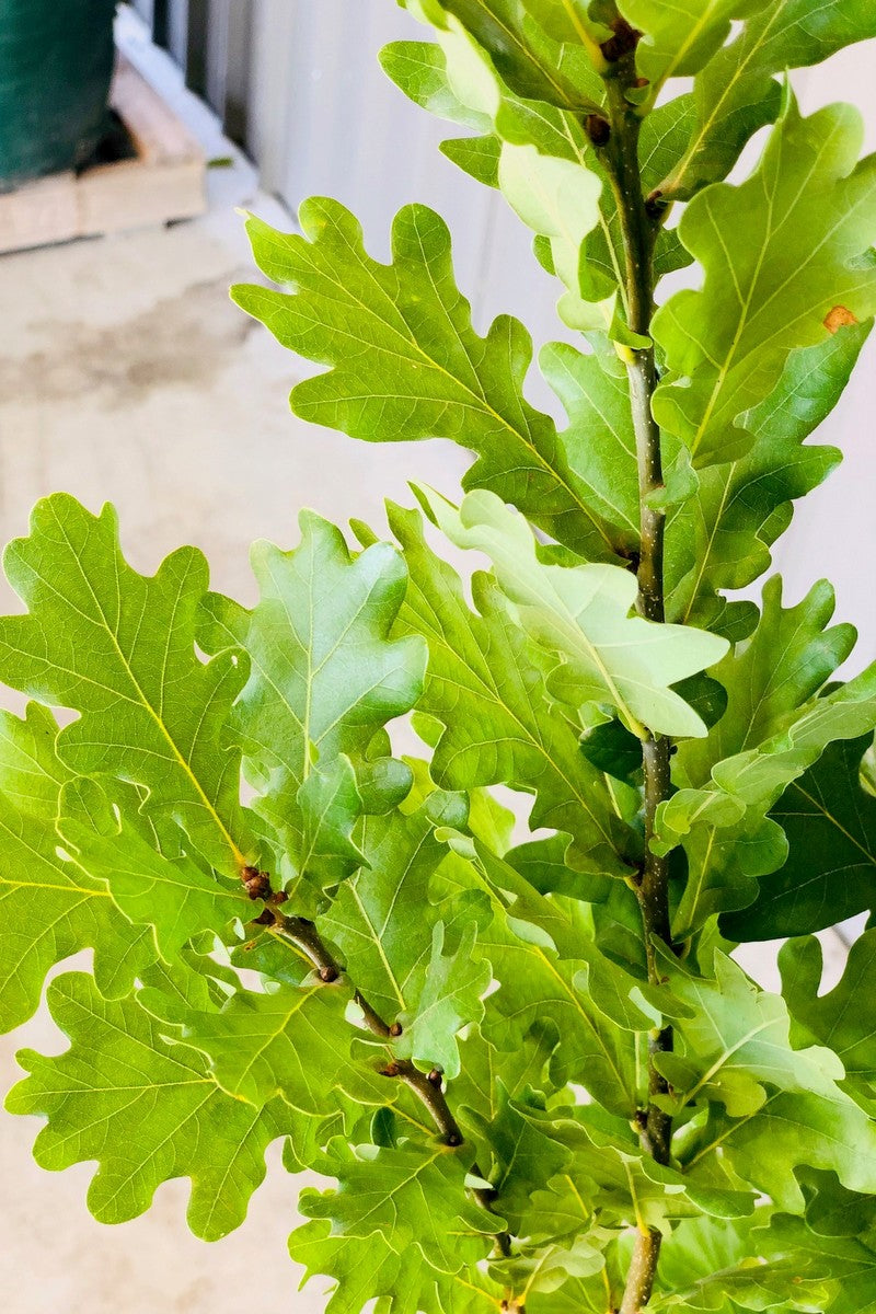 Quercus Robur Fastigiata Leaf