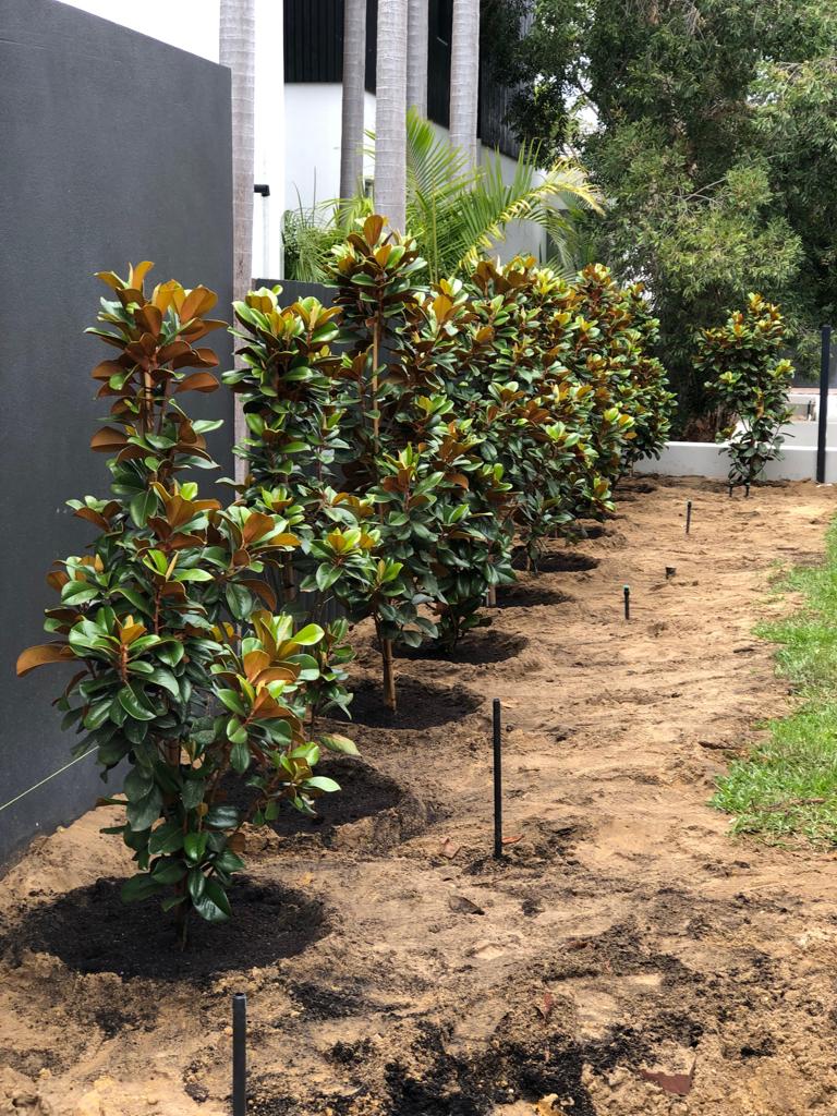 Online Tree Supply Nursery Perth – Screening Trees WA