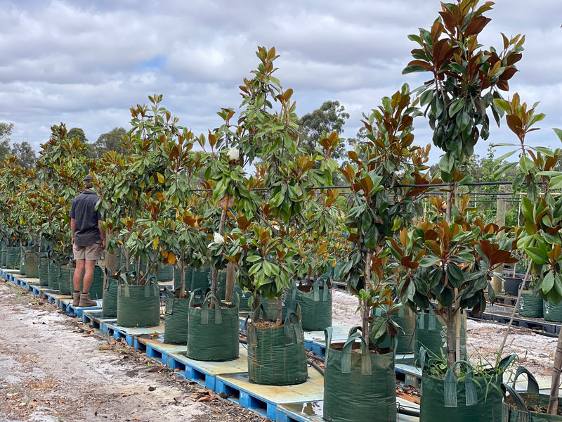Coolwyn Gloss Magnolia Trees Perth – Screening Trees WA