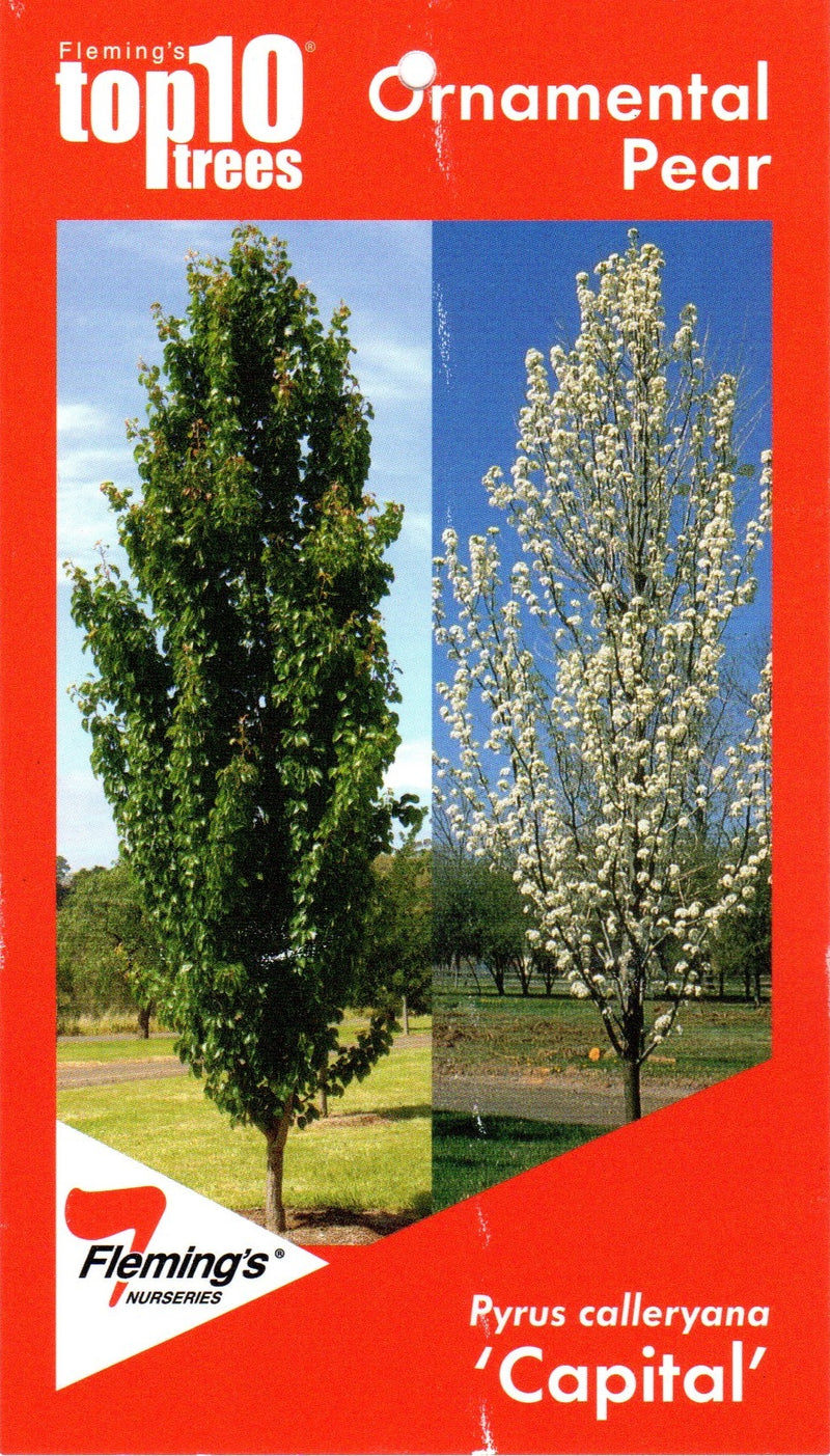 Capital Pear Trees Perth – Screening Trees WA