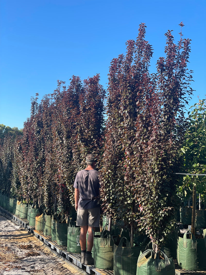 Crimson Spire "Oakville Highlights" Trees Perth – Screening Trees WA