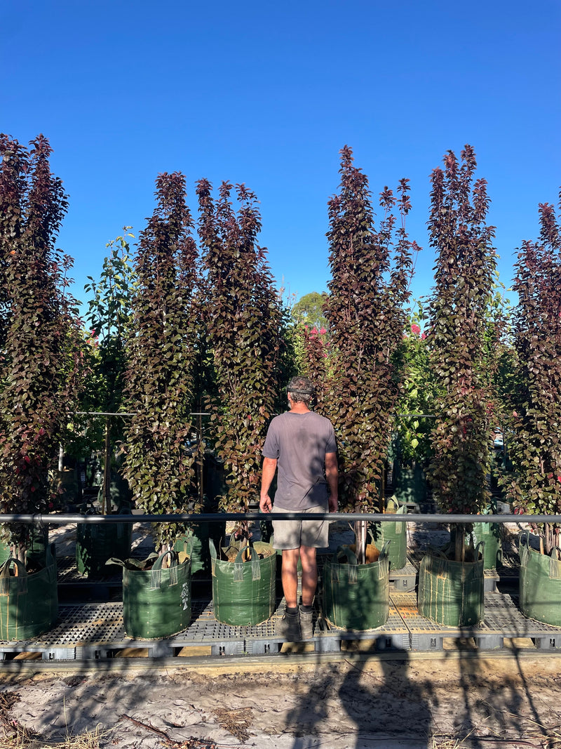 Crimson Spire "Oakville Highlights" Trees Perth – Screening Trees WA