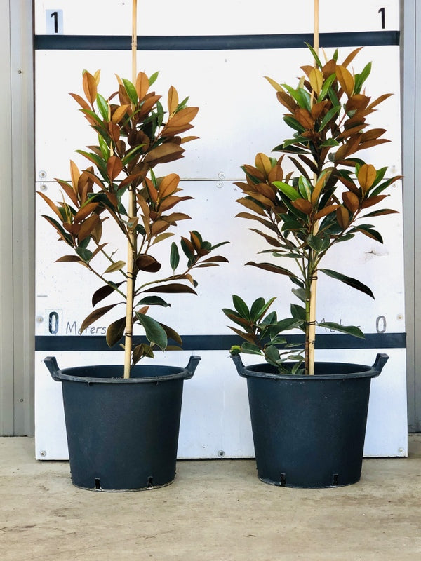 Sweet 'N' Neat Magnolia Trees Perth – Screening Trees WA