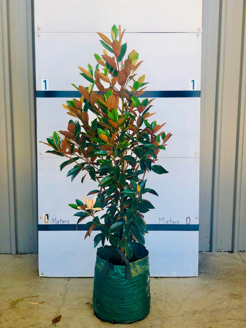 Sweet 'N' Neat Magnolia Trees Perth – Screening Trees WA