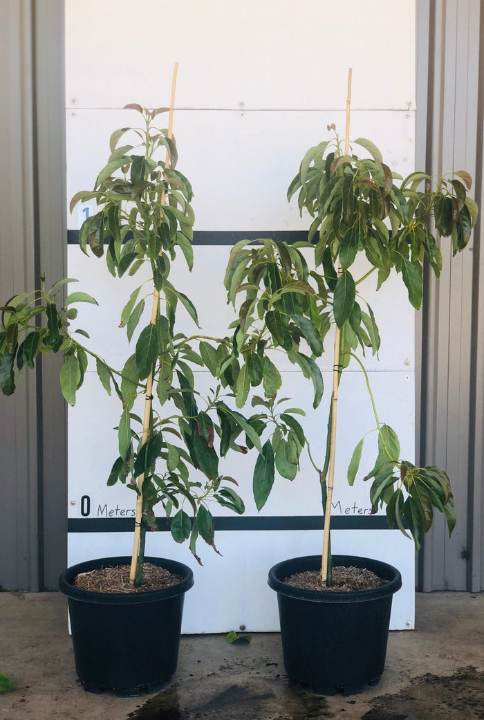 Fruit Trees Perth | Shop Online – Screening Trees WA