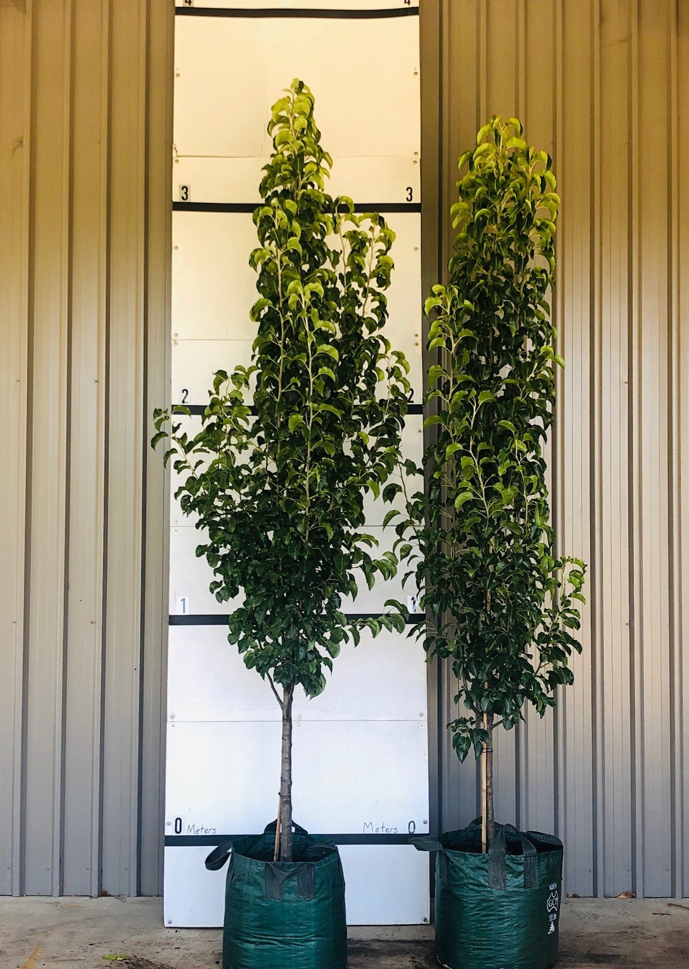 Online Tree Supply Nursery Perth – Screening Trees WA