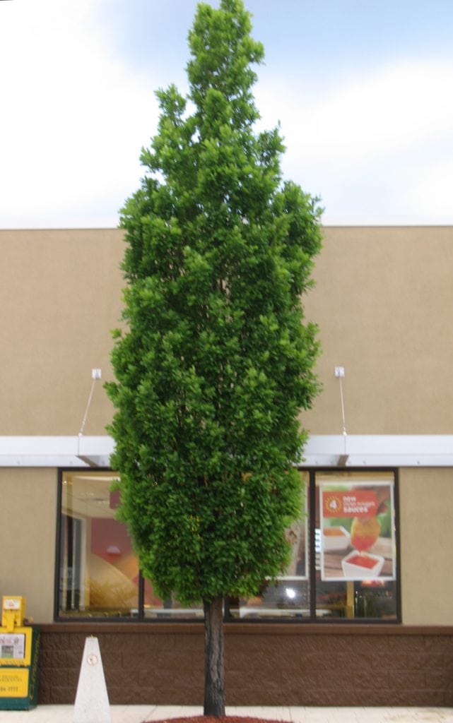 Quercus robur 'Fastigiata – Screening Trees WA