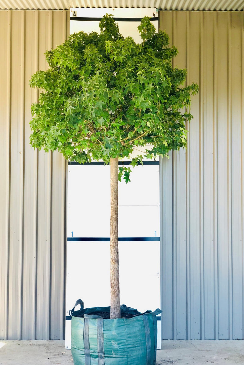 Gumball Liquidambar Trees Perth – Screening Trees WA