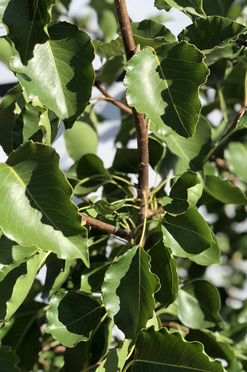 Manchurian Pear Trees Perth – Screening Trees WA