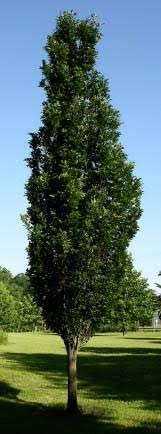 Quercus palustris Pringreen 'Green Pillar' Trees Perth – Screening Trees WA