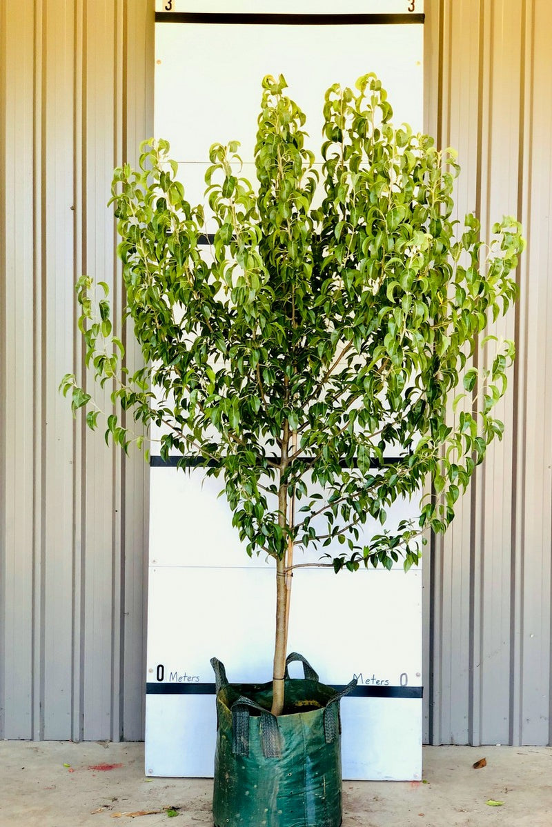 Snow Pear Trees Perth – Screening Trees WA