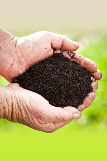 Buy Soil Online | Perth – Screening Trees WA