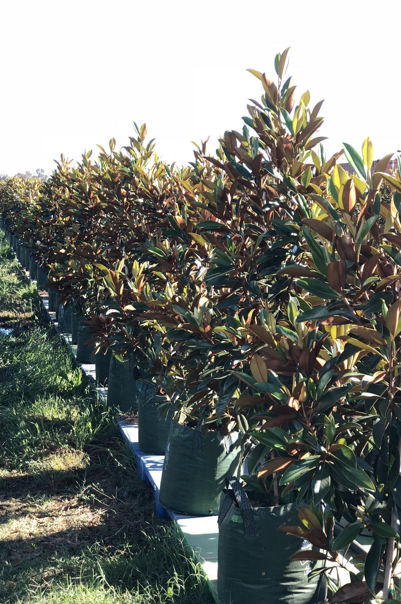 Sweet 'N' Neat Magnolia Trees Perth – Screening Trees WA