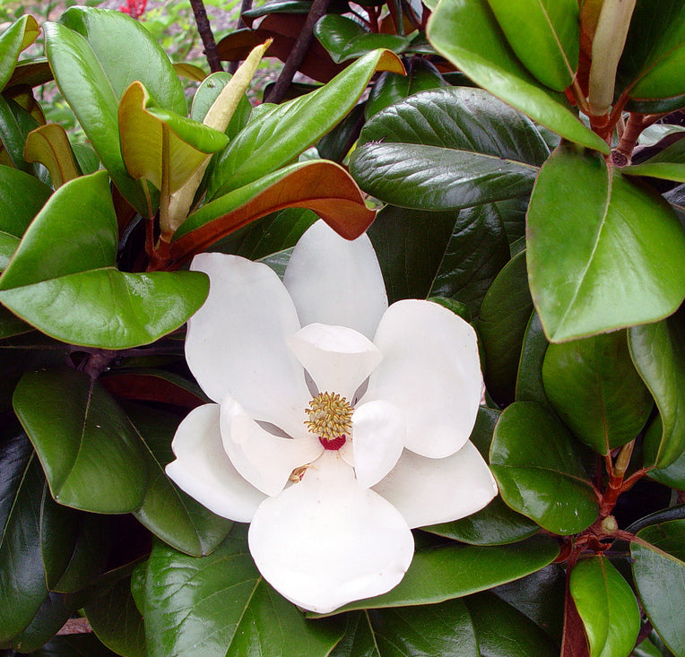 Teddy Bear Magnolia Trees Perth – Screening Trees WA